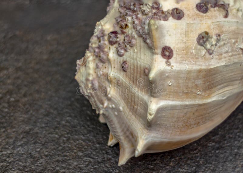 Dry Gigantic Sea Shell. Soft Surface Inside, Rough and Textured Stock ...