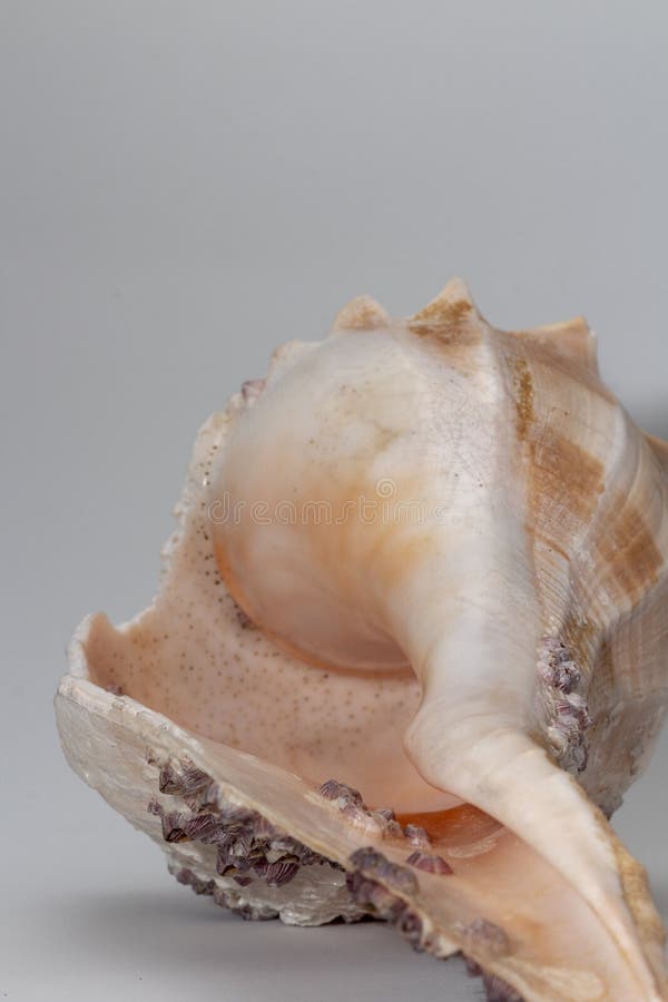 Dry gigantic sea shell. stock image. Image of inside - 117746537