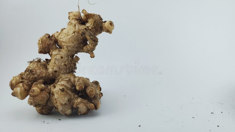 Dry Ginger Root with Textured Surface Stock Photo - Image of rough ...