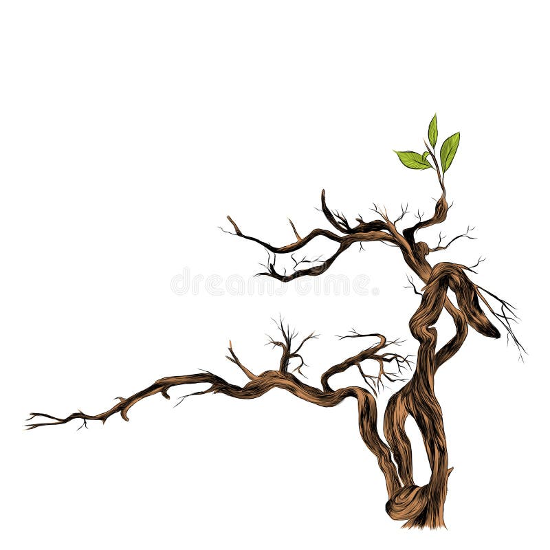 Dry, Gnarled Tree Sketch Vector Stock Vector - Illustration of design ...