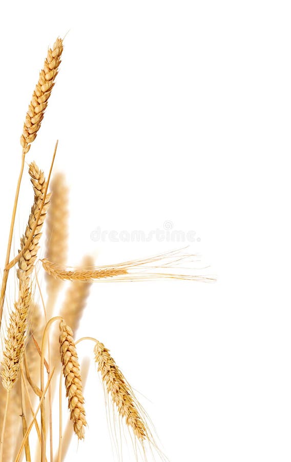 Dry Gold Wheat Isolated Composition Stock Image - Image of wheat, oats ...