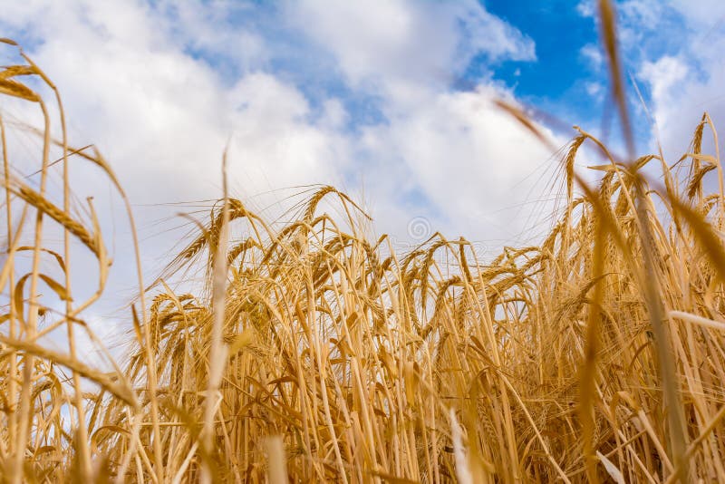 Dry and Golden Barley in Spain in a Dry Land Stock Photo - Image of ...