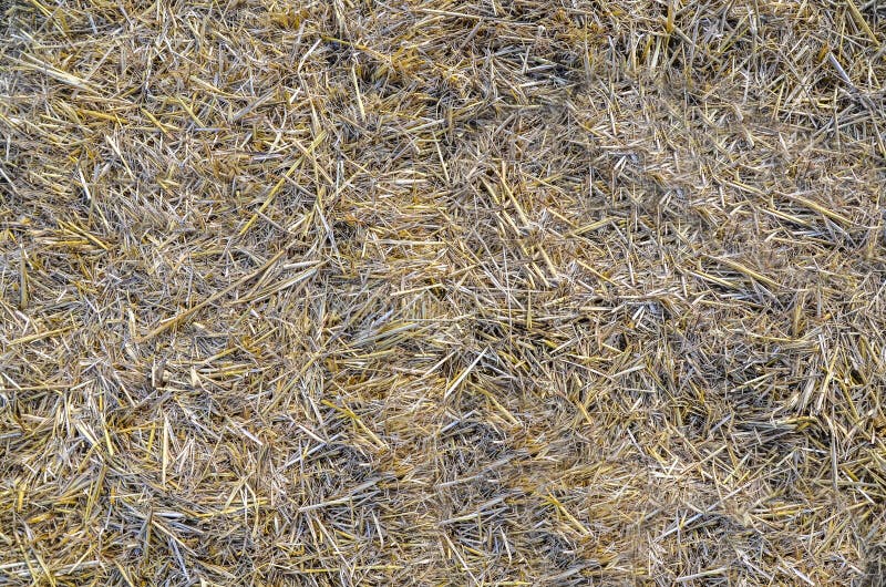 Dry Golden Hay. Texture As Natural Background Stock Photo - Image of ...