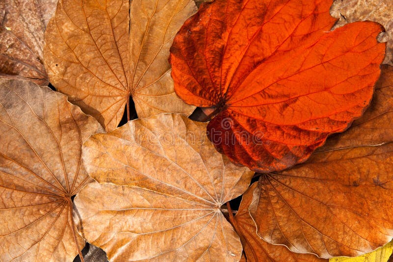 Old leaf texture stock image. Image of ecological, dramatic - 55320791