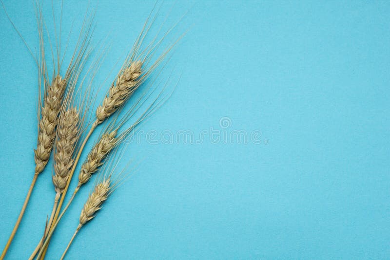 Dry Golden Wheat on a Blue Background, Empty Space Stock Image - Image ...