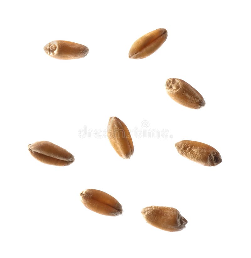 Dry Golden Wheat Grains on White Background Stock Photo - Image of crop ...