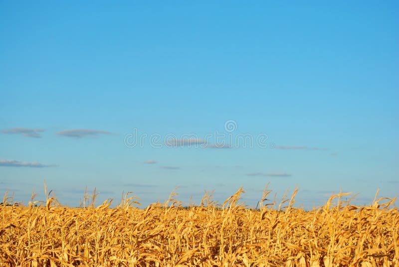 Dry Golden Yellow Maize Field on Blue Cloudy Sky Background Stock Photo ...