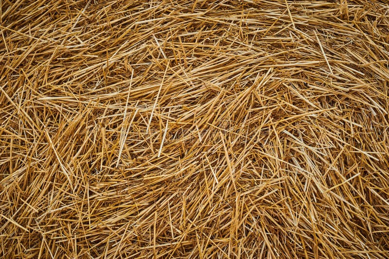 Dry Golden Yellow Straw Grass Background Texture after Havesting Stock ...