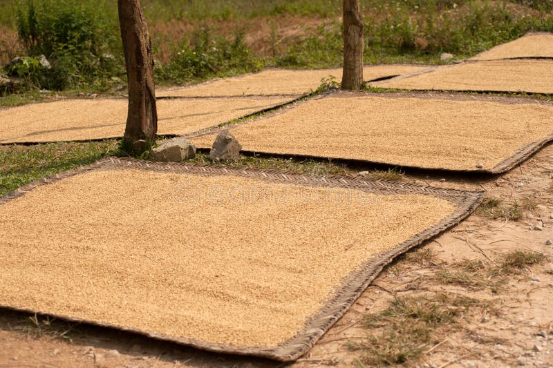 Dry grain from Solar. stock photo. Image of grow, seasonal - 48030090