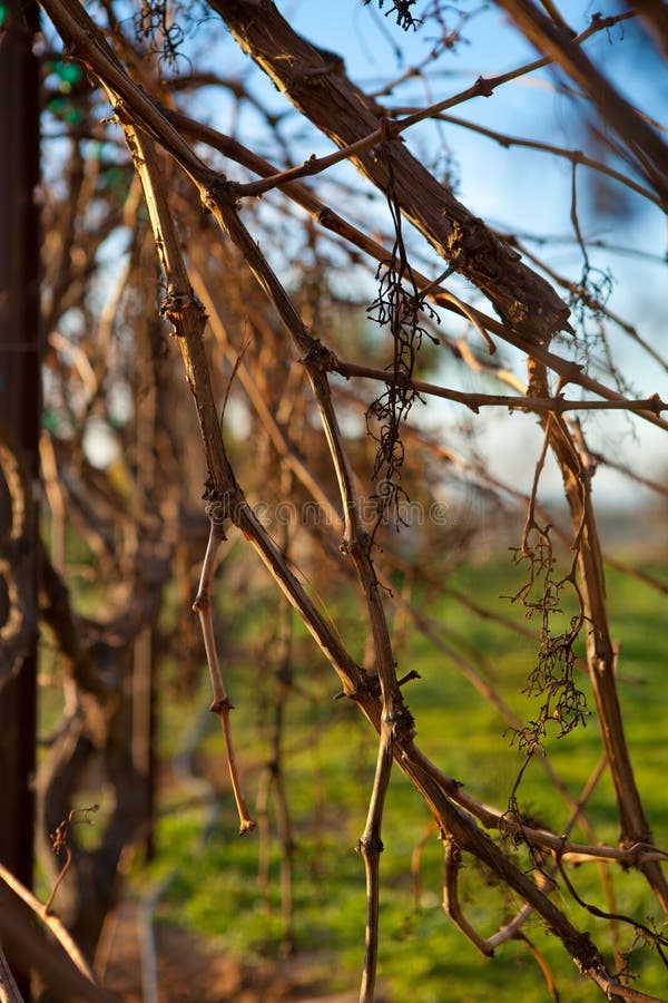 Dry grape branch stock image. Image of grapes, brunch - 50586779