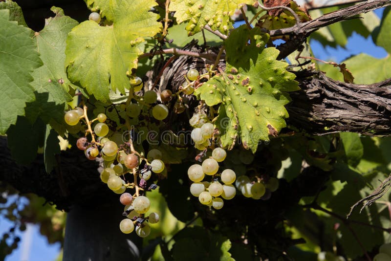 Dry Grapes Due To Lack of Rain during a Drought Stock Photo - Image of ...