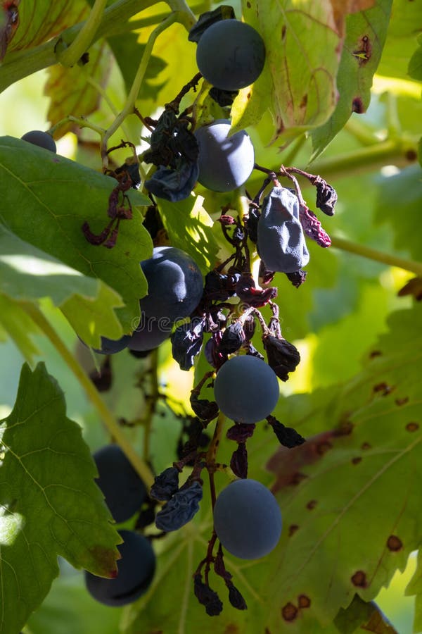Dry Grapes Due To Lack of Rain during a Drought Stock Photo - Image of ...