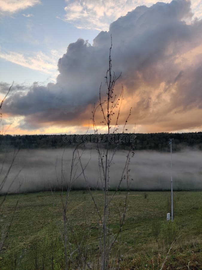 Dry Graphic Plants in the Mist Stock Image - Image of mist, clouds ...