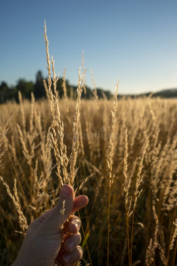 Dry Gras in the Sunset Against the Sun with a Male Hand Touching. Stock ...
