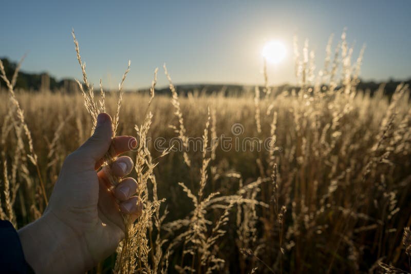 Dry Gras in the Sunset Against the Sun with a Male Hand Touching. Stock ...