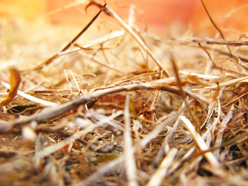 Dry grass stock photo. Image of grass, background, nature - 10422670