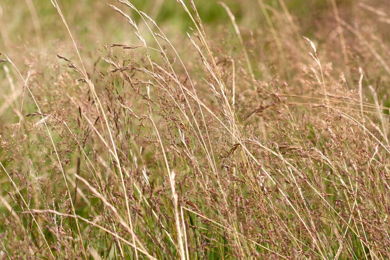 Dry grass stock photo. Image of nature, green, plant - 25427634