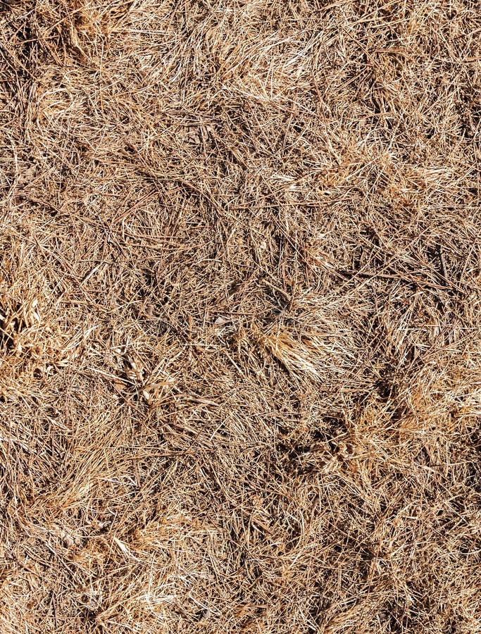Dry grass. stock image. Image of rural, abstract, fall - 28058097