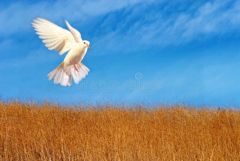 Dry grass stock image. Image of white, grass, scenics - 7259481