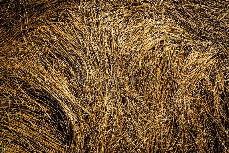 Dry grass background stock photo. Image of grass, wallpaper - 127115830
