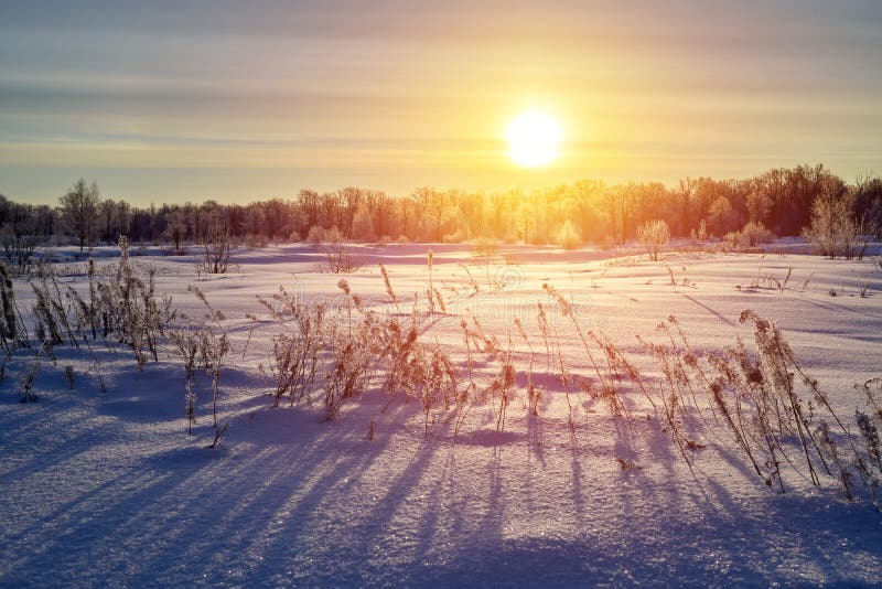 Dry Grass Against Cold Winter Sunrise in Russia. Stock Image - Image of ...