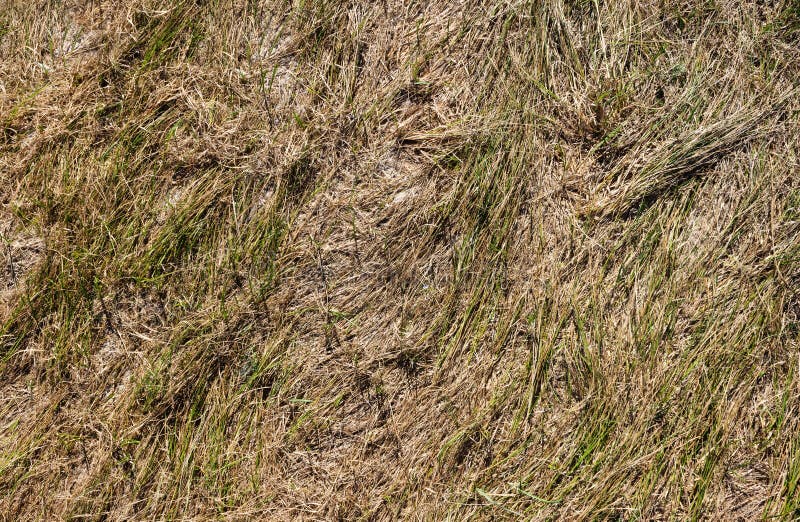 Dry Grass Backdrop Reference Photo Texture Stock Image - Image of brown ...
