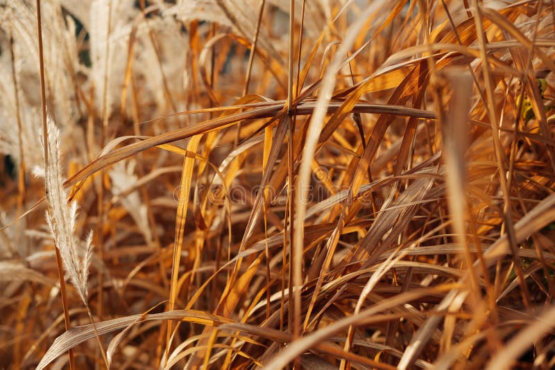 Dry grass background stock photo. Image of outside, bright - 130102648