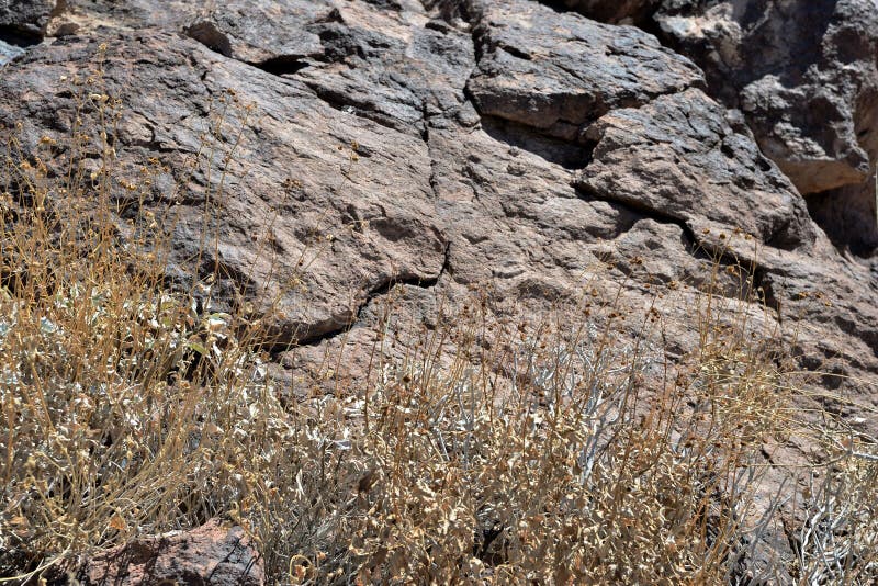 Dry Grass on a Background of Rocks As a Texture Stock Image - Image of ...