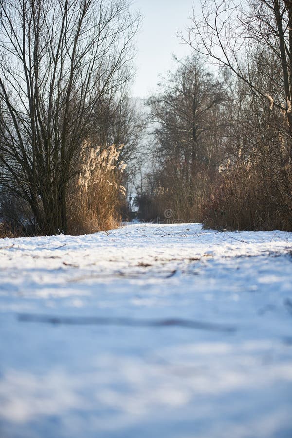 55,215 Snowy Grass Stock Photos - Free & Royalty-Free Stock Photos from ...