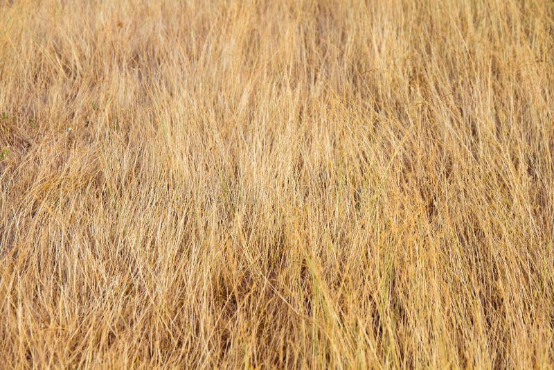 Dry Grass Background Texture Stock Photo - Image of yellow, plant: 39363392