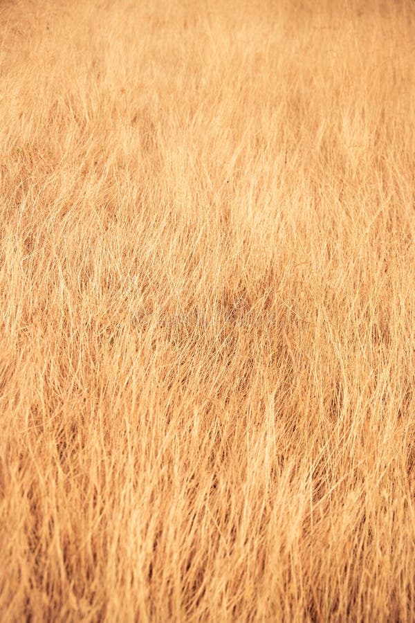 Dry Grass Background Texture Stock Photo - Image of effect, vertical ...