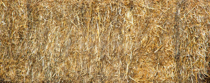 Dry grass background stock photo. Image of harvest, grunge - 62943762