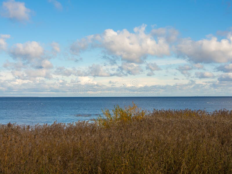 Dry grass on the bay stock photo. Image of environment - 164782072