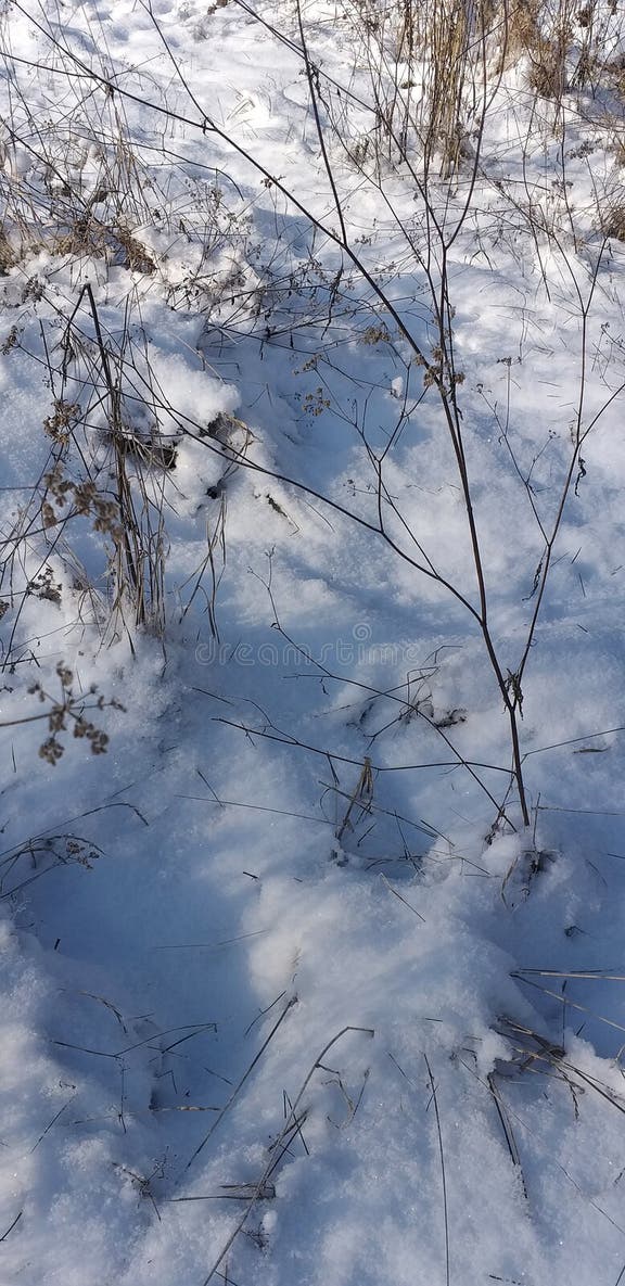 Grass Breaking through the Snow Stock Photo - Image of snowy, ground ...