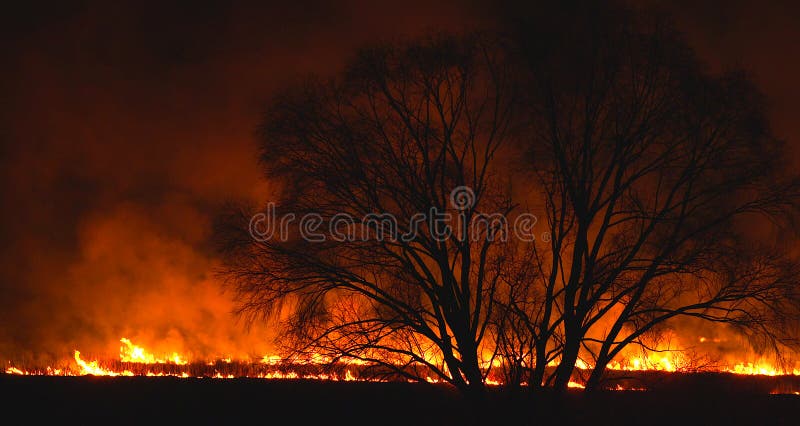 Night Fire in the Field. Dry Grass Burning Around Big Tree. Stock Image ...