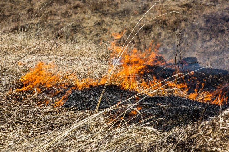 Dry Grass Burning in Forest Fire Stock Photo - Image of body, fire ...