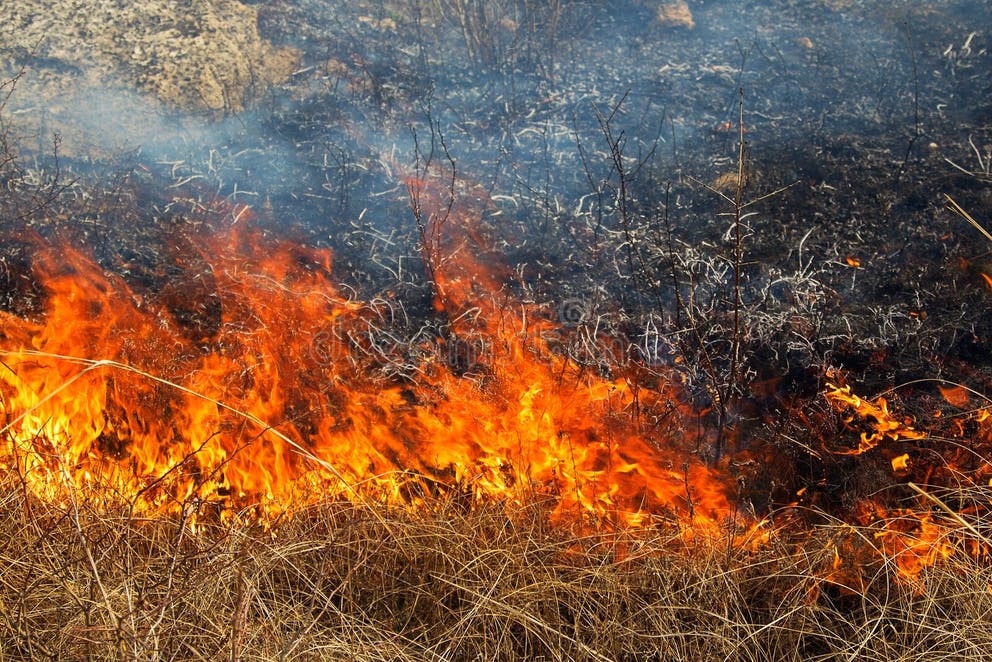 Dry Grass Burning in the Forest, Strong Wind Stock Image - Image of ...