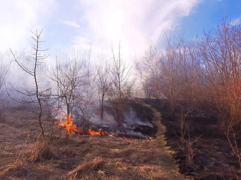 Dry Grass Burns Forest Fire in the Spring, the Strong Wind Expands it ...