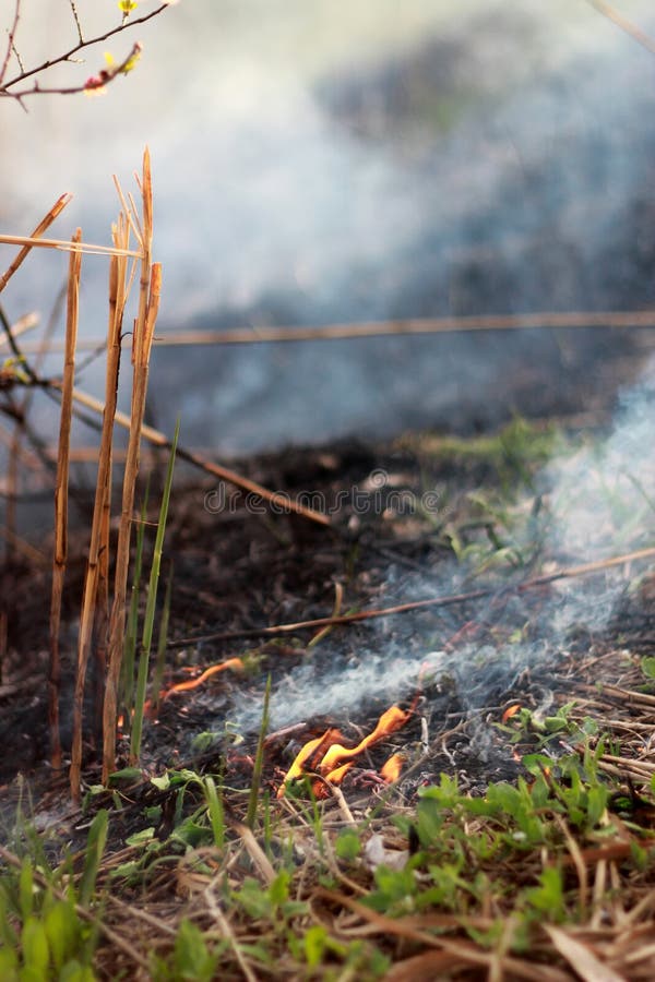 Dry Grass Burns in the Park, Everything is in Smoke. Stock Photo ...