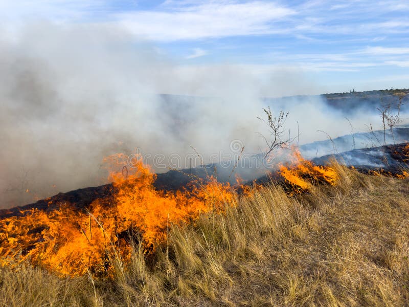Dry Grass Caught Fire in the Field Due To the Heat, Forest Fires Stock Photo - Image of straw ...