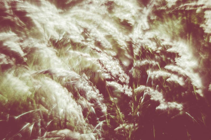 Dry Grass Closeup Background Stock Photo - Image of landscape, detail ...