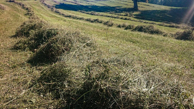 Dry grass stock photo. Image of dried, closeup, field - 127518238