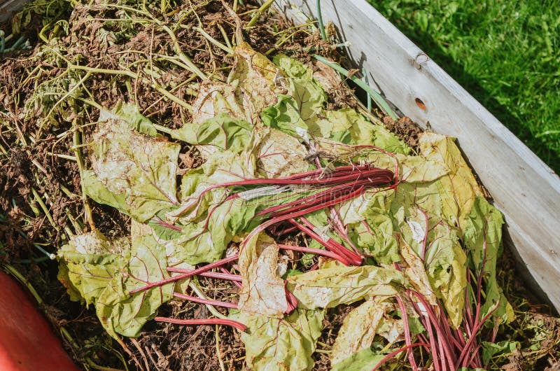 Dry Grass for Compost for Processing and Fertilizer in the Garden in ...