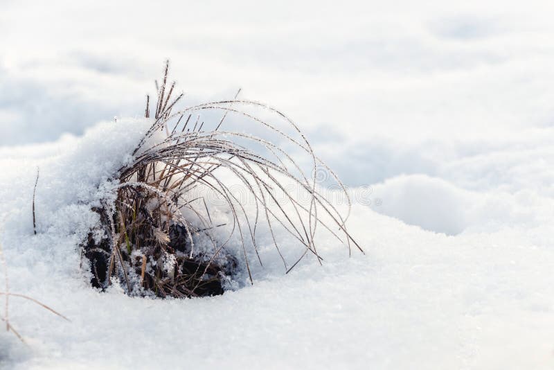 Dry Grass Covered with Fluffy Snow. Winter Weather Stock Image - Image ...