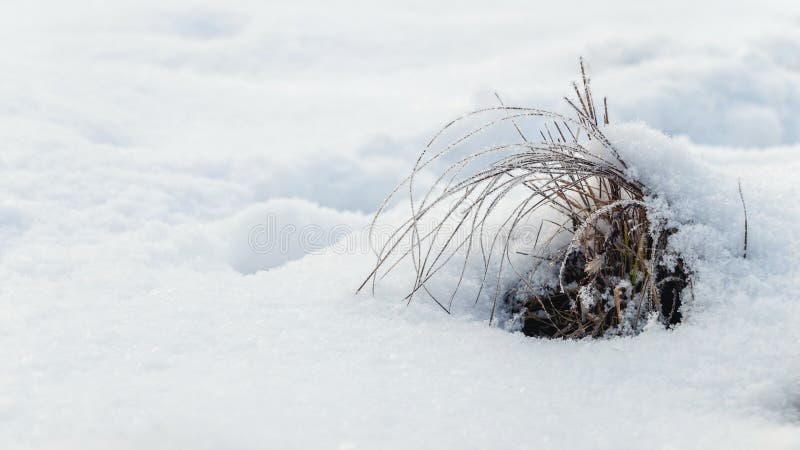 Dry Grass Covered with Fluffy Snow. Winter Weather Stock Photo - Image ...