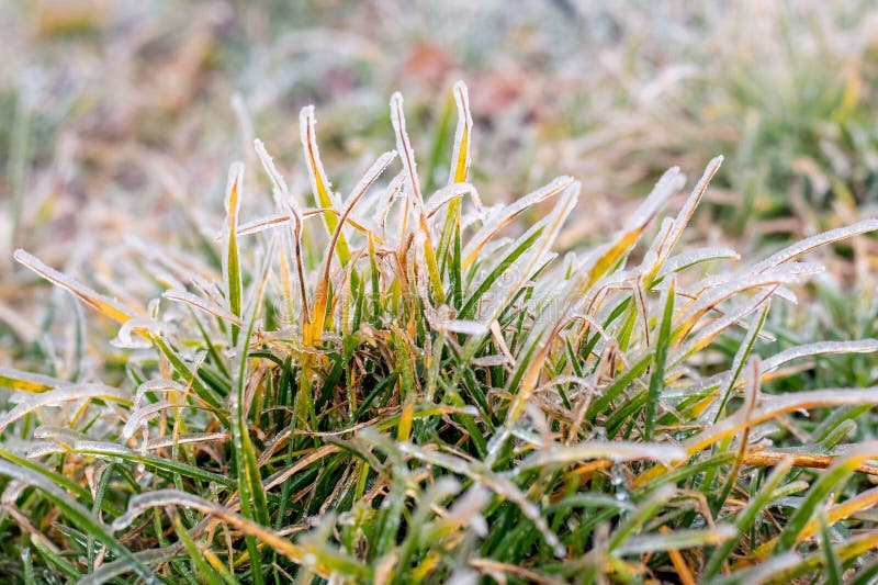 Dry Grass Covered with Frost and Ice Stock Image - Image of cool, early ...