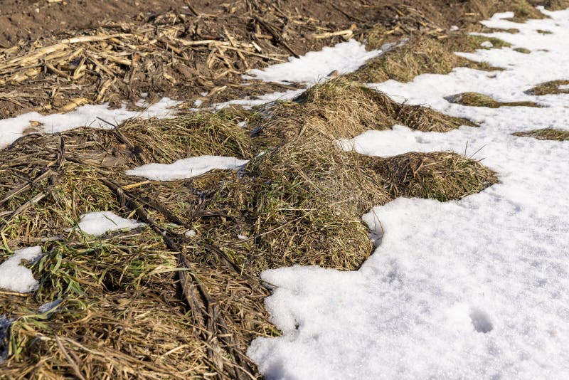 Dry Grass Covered with Snow after Winter Snowfalls Stock Image - Image ...