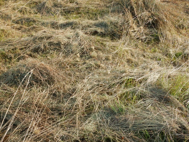 Dry Grass Cut on the Meadow Stock Image - Image of background ...