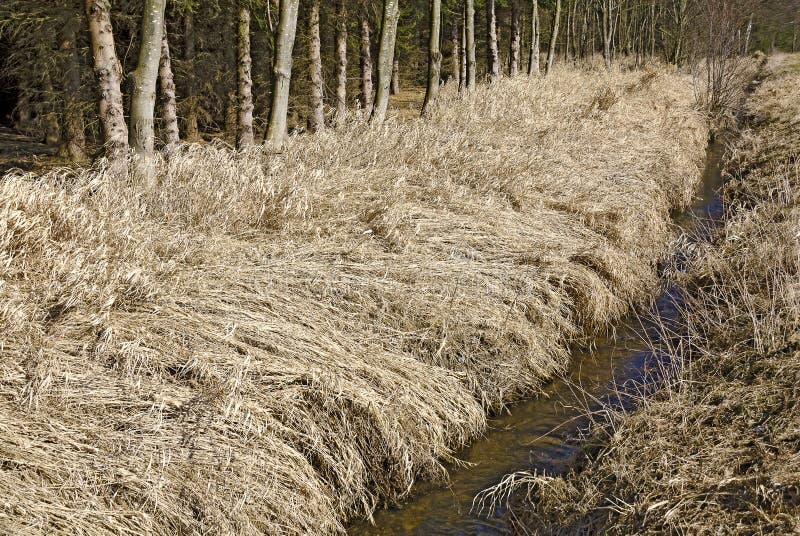 Dry grass on a ditch bank stock photo. Image of forest - 53029072