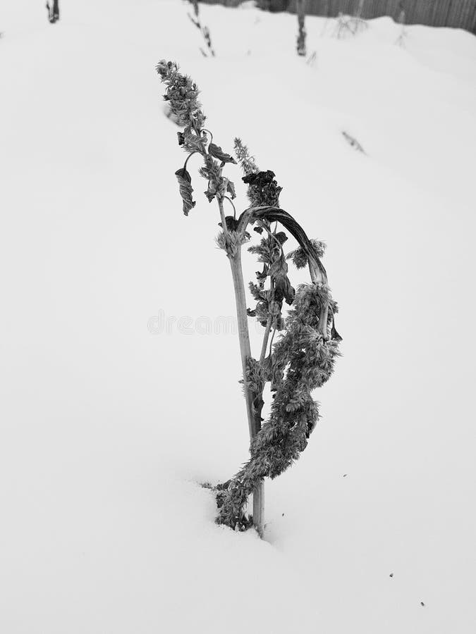 Dry Grass And Dry Grass In Winter Stock Image Image Of Plant Frost 139995565